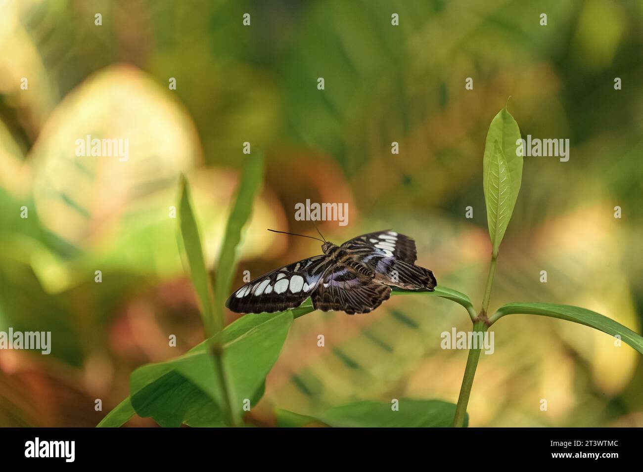 image of bright butterfly with wings. butterfly in nature. butterfly ...