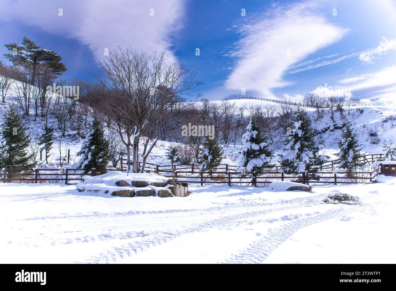 Winter in Daegwallyeong, Gangwon-do, Korea Stock Photo - Alamy