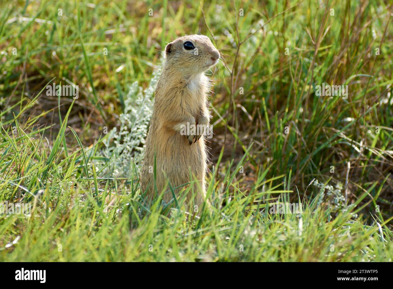Spermophilus citellus in the spring in the field 7 Stock Photo - Alamy