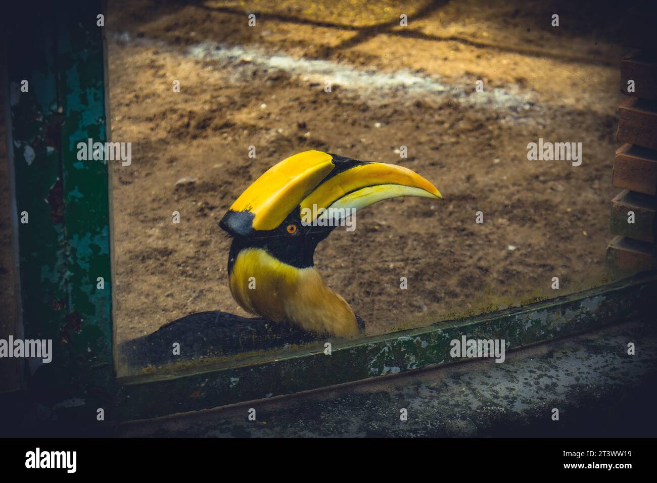 Hornbill cage hi-res stock photography and images - Alamy