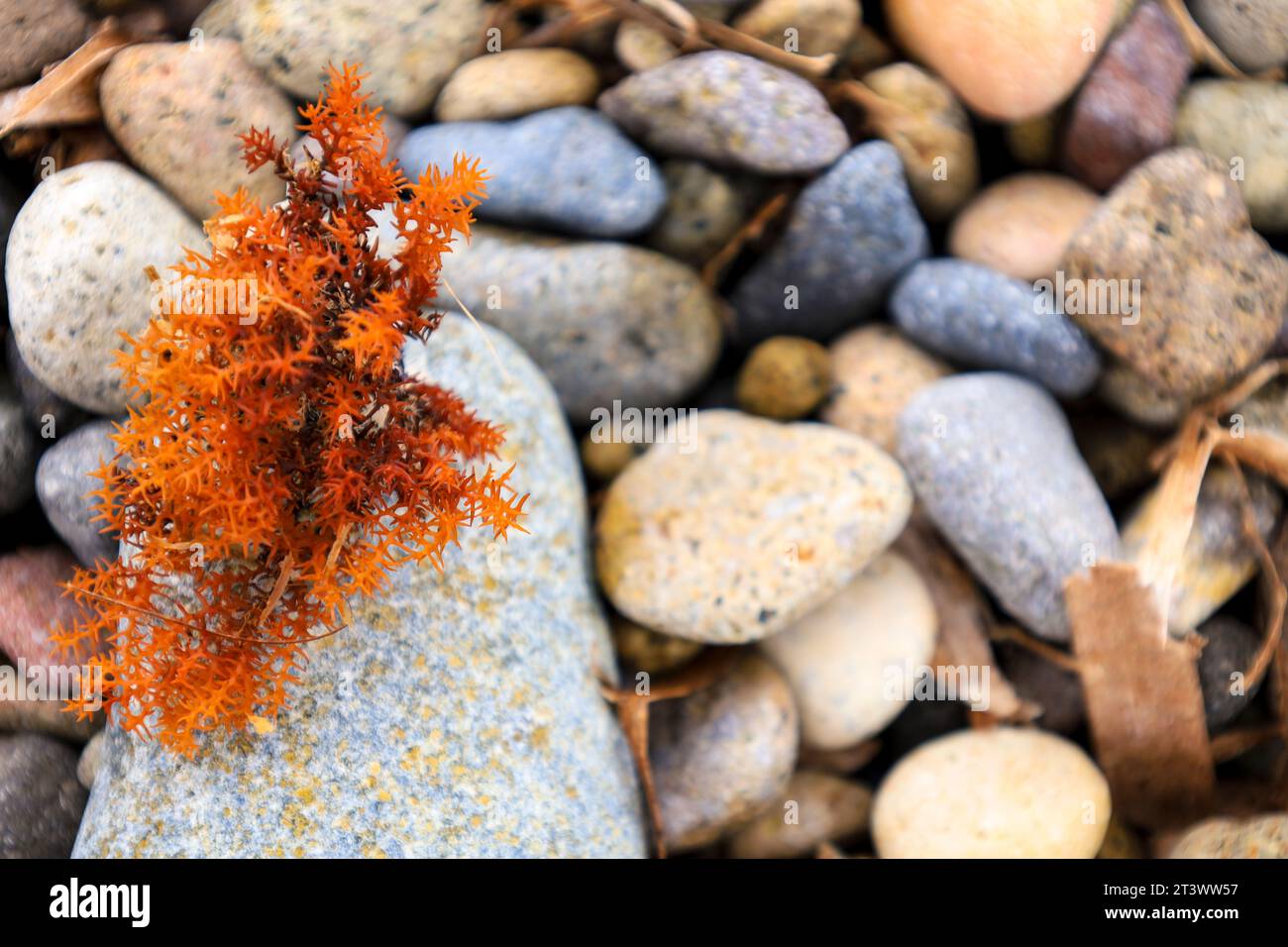 Colorful seaweed on gray boulder on the shore Stock Photo - Alamy