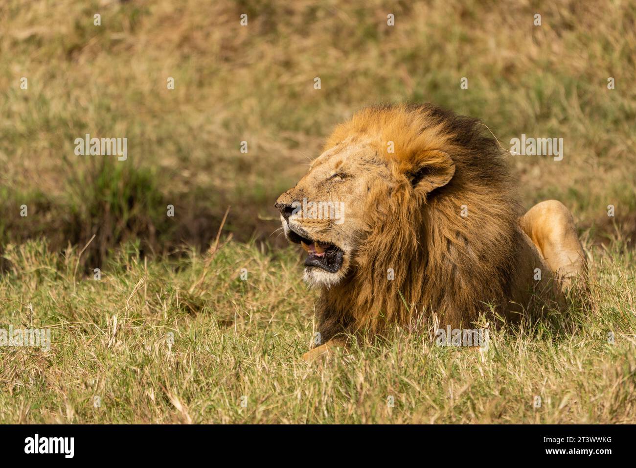 Salas Boys, Olepolos and Osapuk, the two kings of the Maasai Mara Stock ...