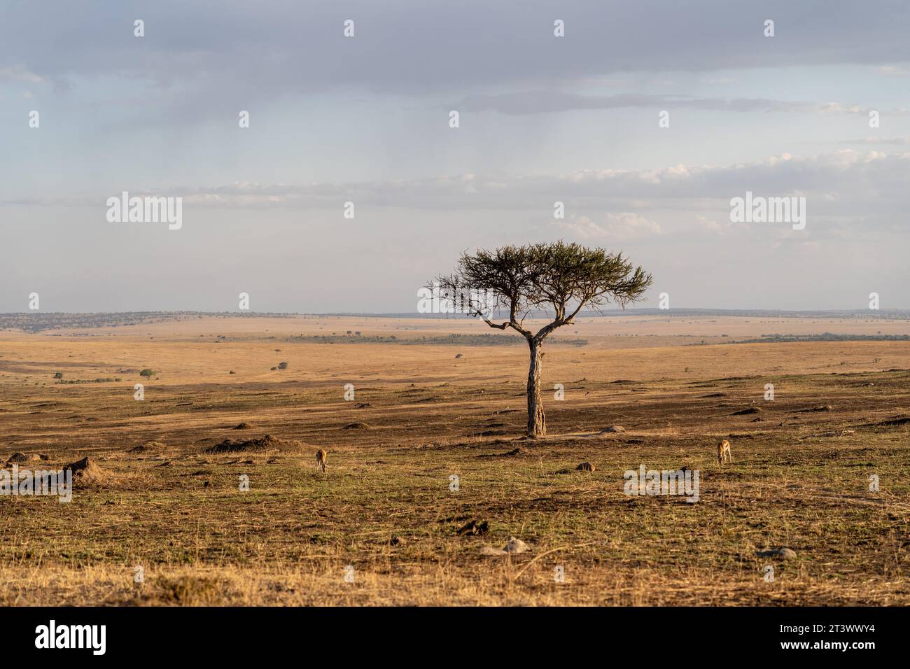 Lonely Tree in the Maasai Mara Desert Stock Photo - Alamy