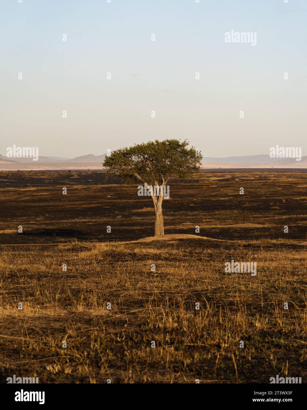 Masai mara maasai hi-res stock photography and images - Alamy