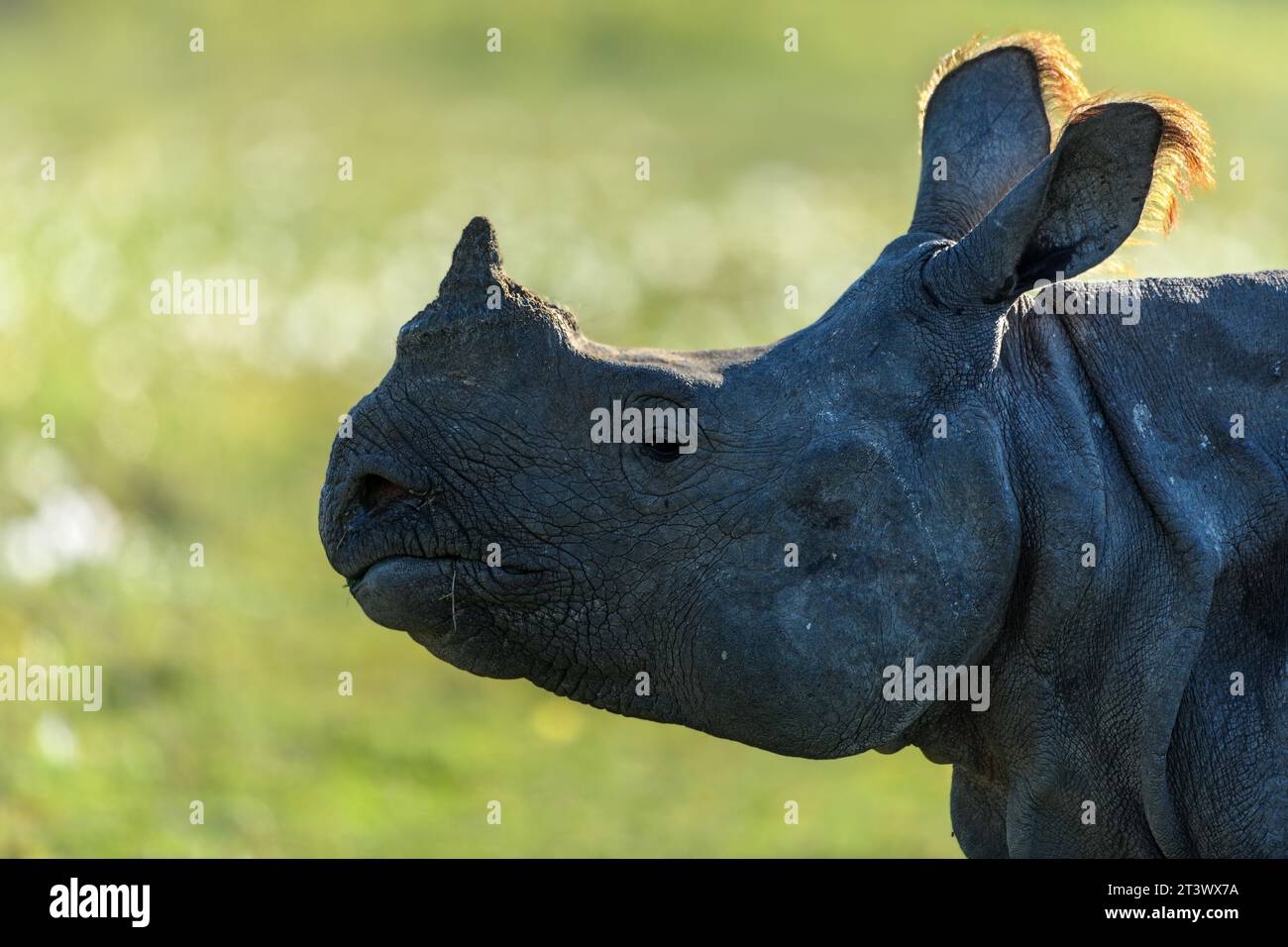 Close-up against light portrait of a greater one-horned rhino showing ...