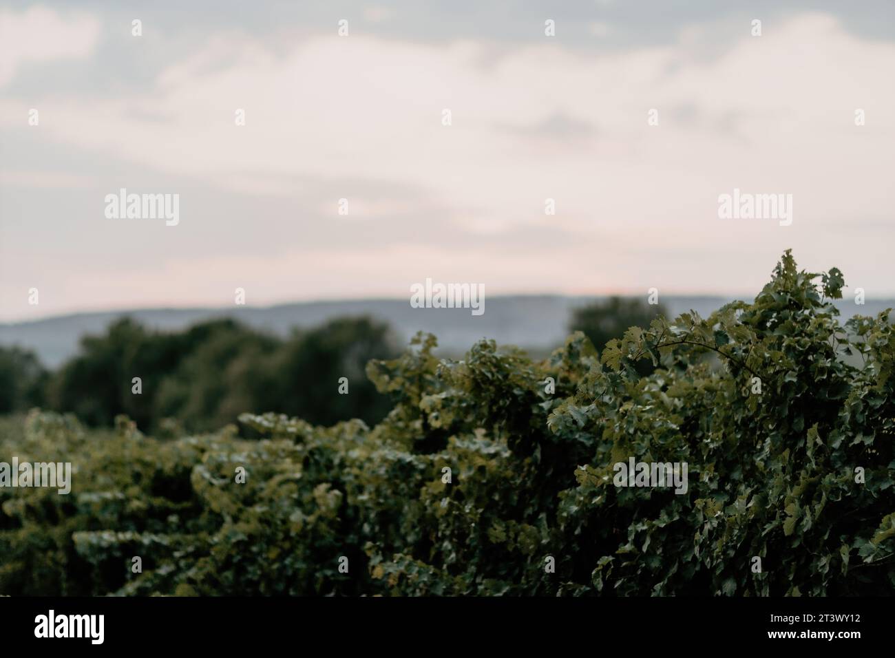 Clusters of ripe sweet grapes among the green leaves of grape bushes ...