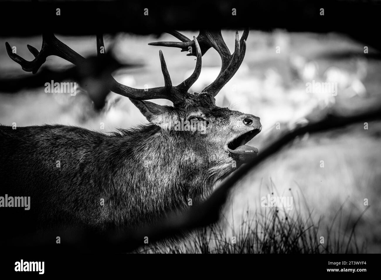 Capture of a stag in black and white from my hiding spot in Tatton park ...