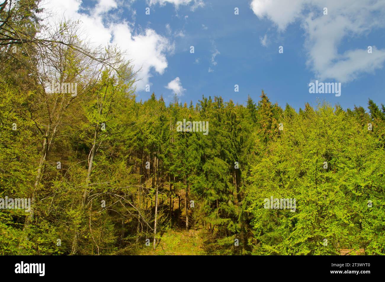Green summer forest photo, vacation trip to the mountains, family rest ...