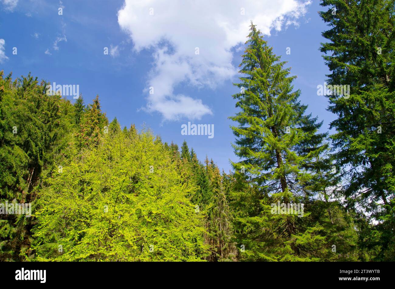 Summer forest landscape, pure air and oxygen Stock Photo - Alamy