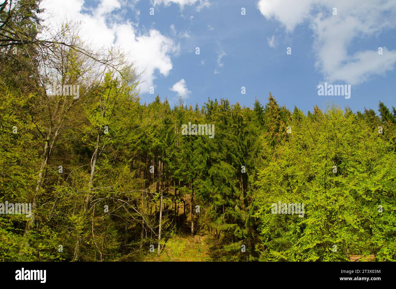 Green summer forest photo, vacation trip to the mountains, family rest ...