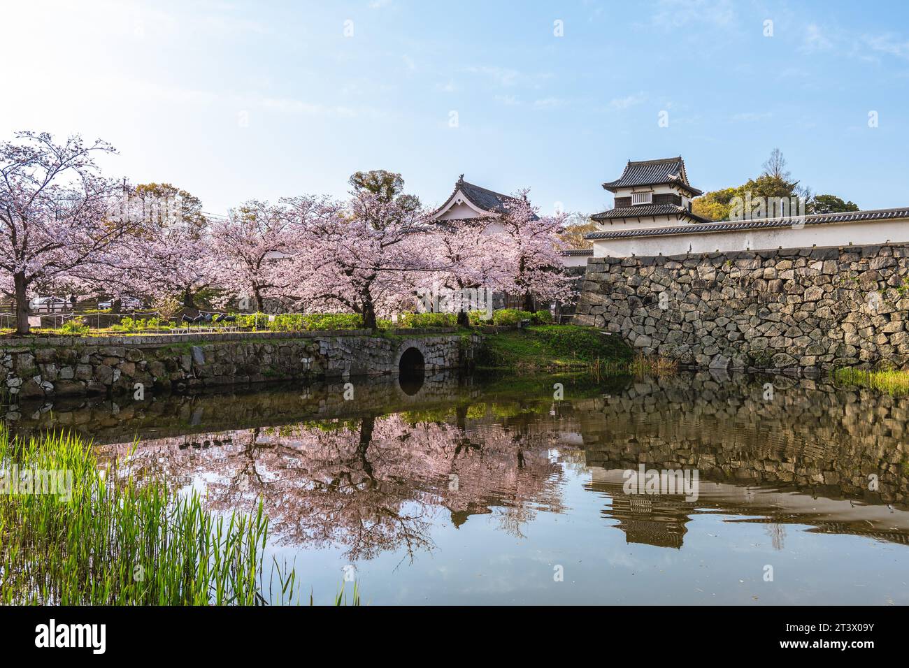 Fukuoka castle with cherry blossom in Fukuoka, Kyushu, Japan Stock Photo - Alamy