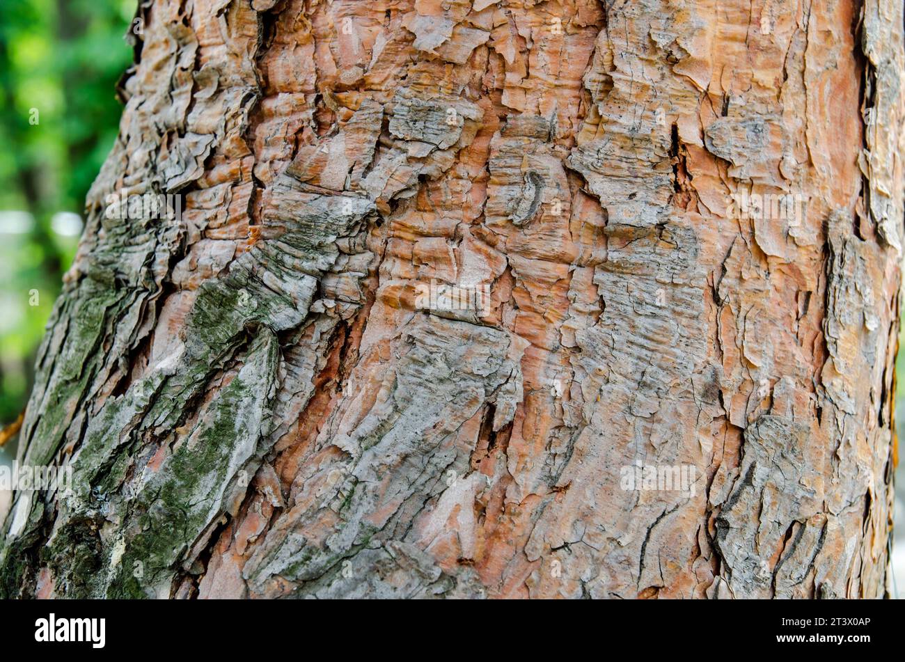 Tree trunk and bark texture, close view Stock Photo - Alamy