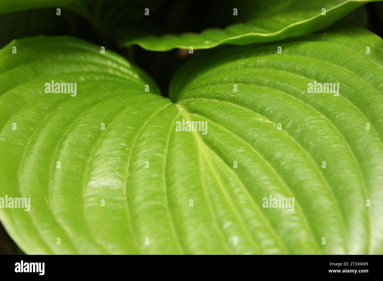 Green leaves background. Bright spring foliage, high resolution ...
