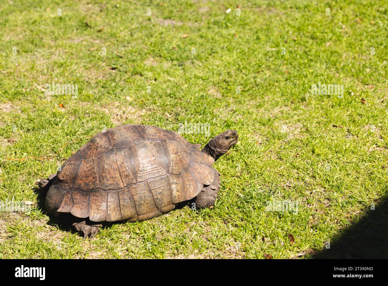 Turtle grass in water with flower hi-res stock photography and images ...