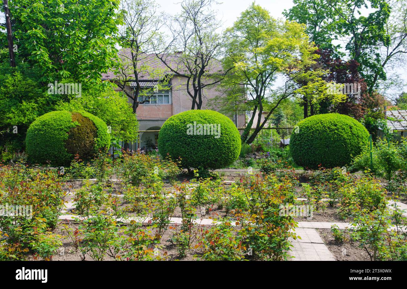 Three round shaped green bushes in a botanical garden Stock Photo - Alamy
