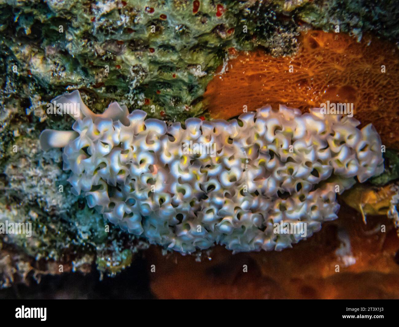Elysia crispata, common name the lettuce sea slug or lettuce slug, is a ...