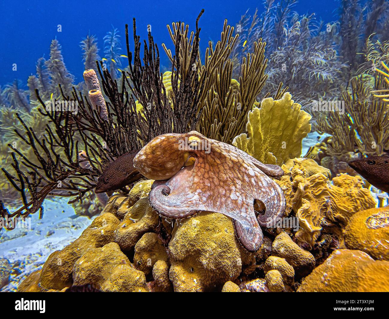 Caribbean reef octopus,Octopus briareus is a coral reef marine animal ...