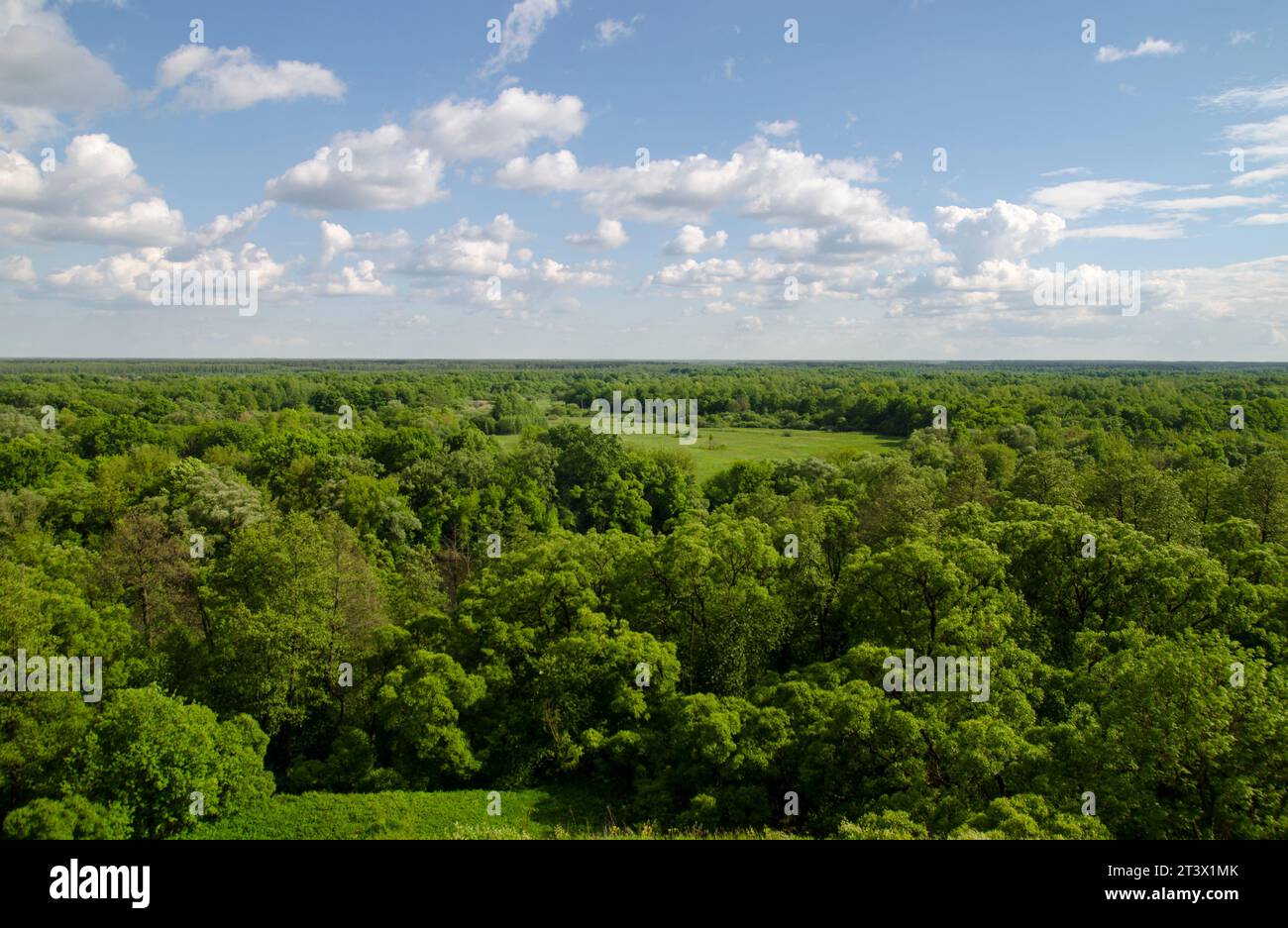 Russian forest with many trees and fields. White clouds flying in deep ...