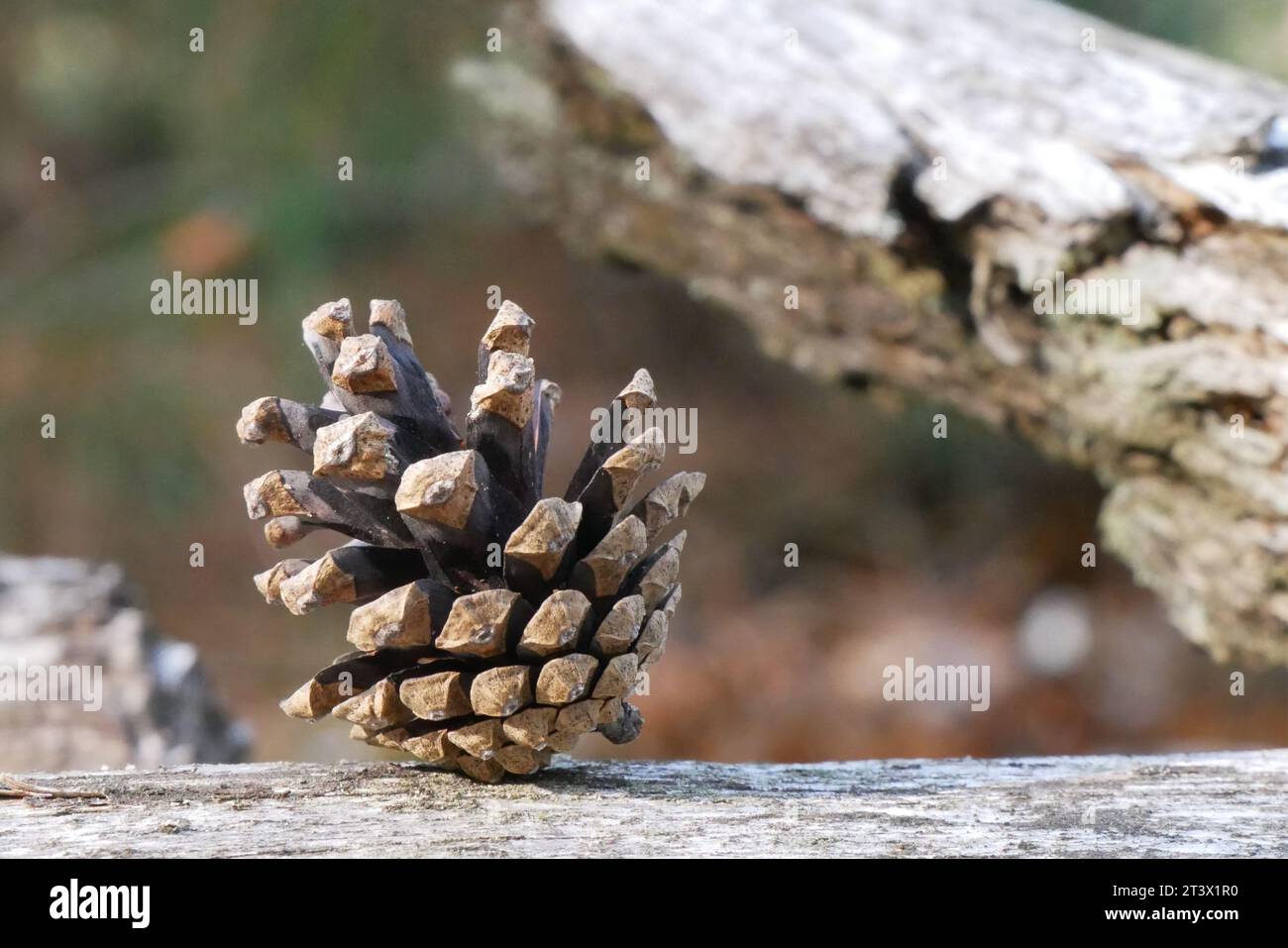 A close-up image of a single pine cone resting atop a rustic wooden ...