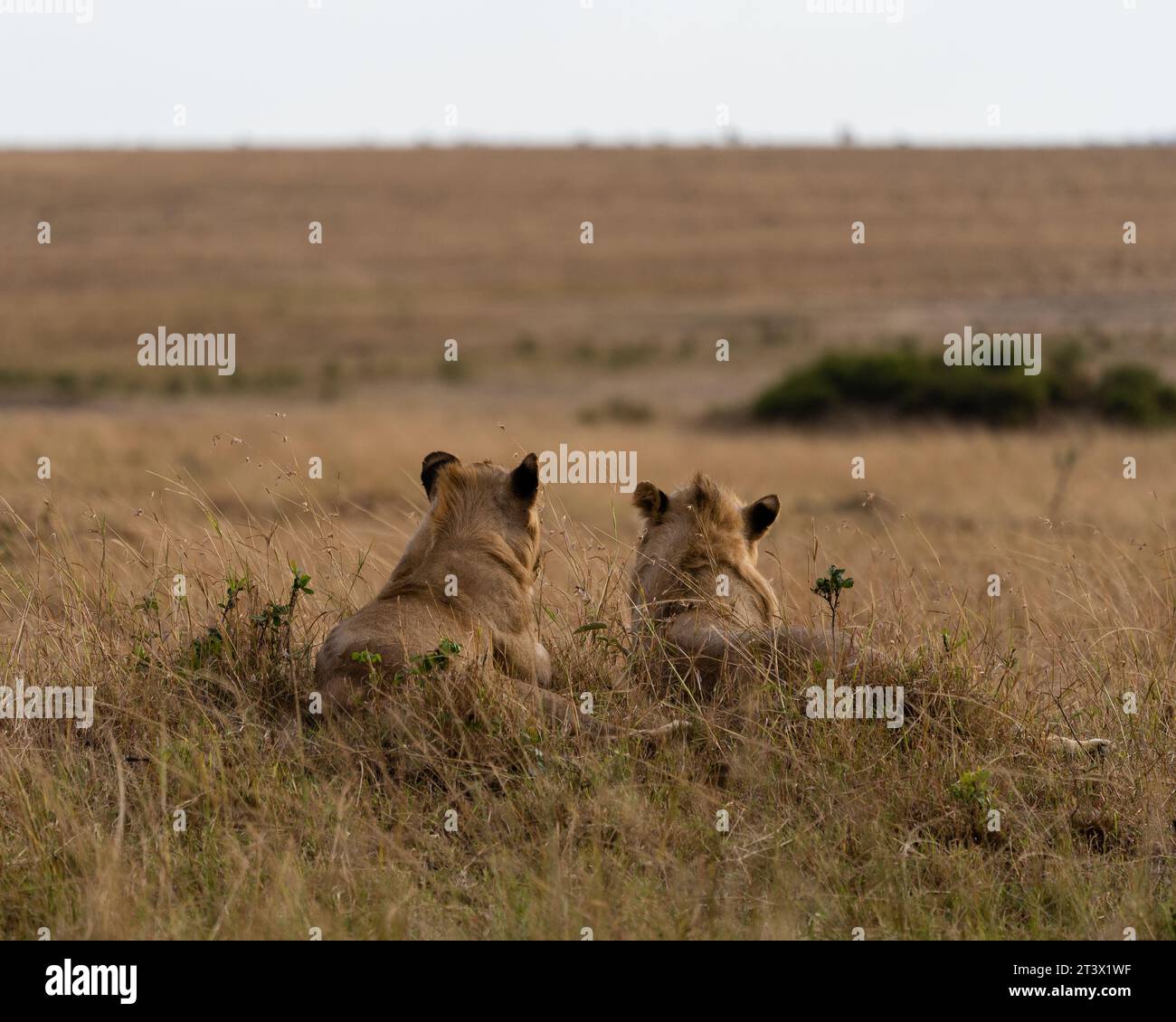 Lions in maasai mara hi-res stock photography and images - Alamy