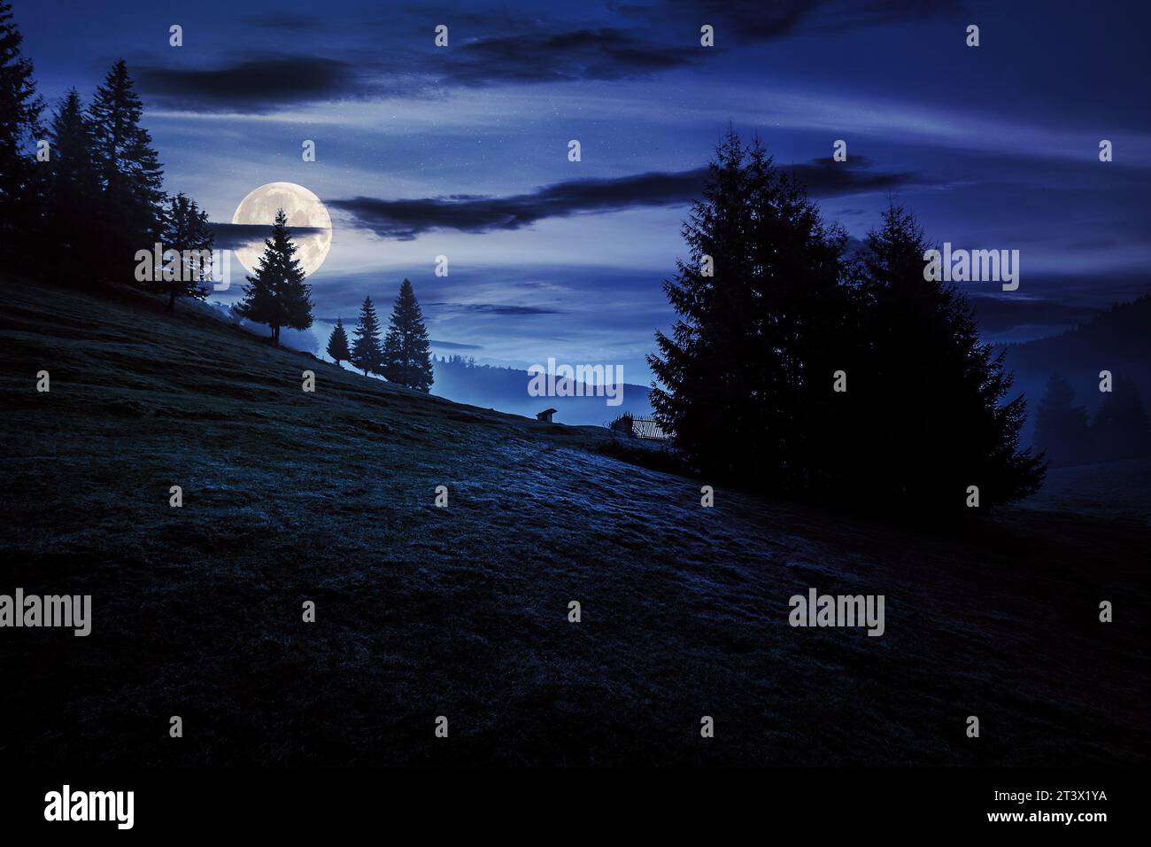 conifer forest in fog under the blue sky at night. fir trees on ...