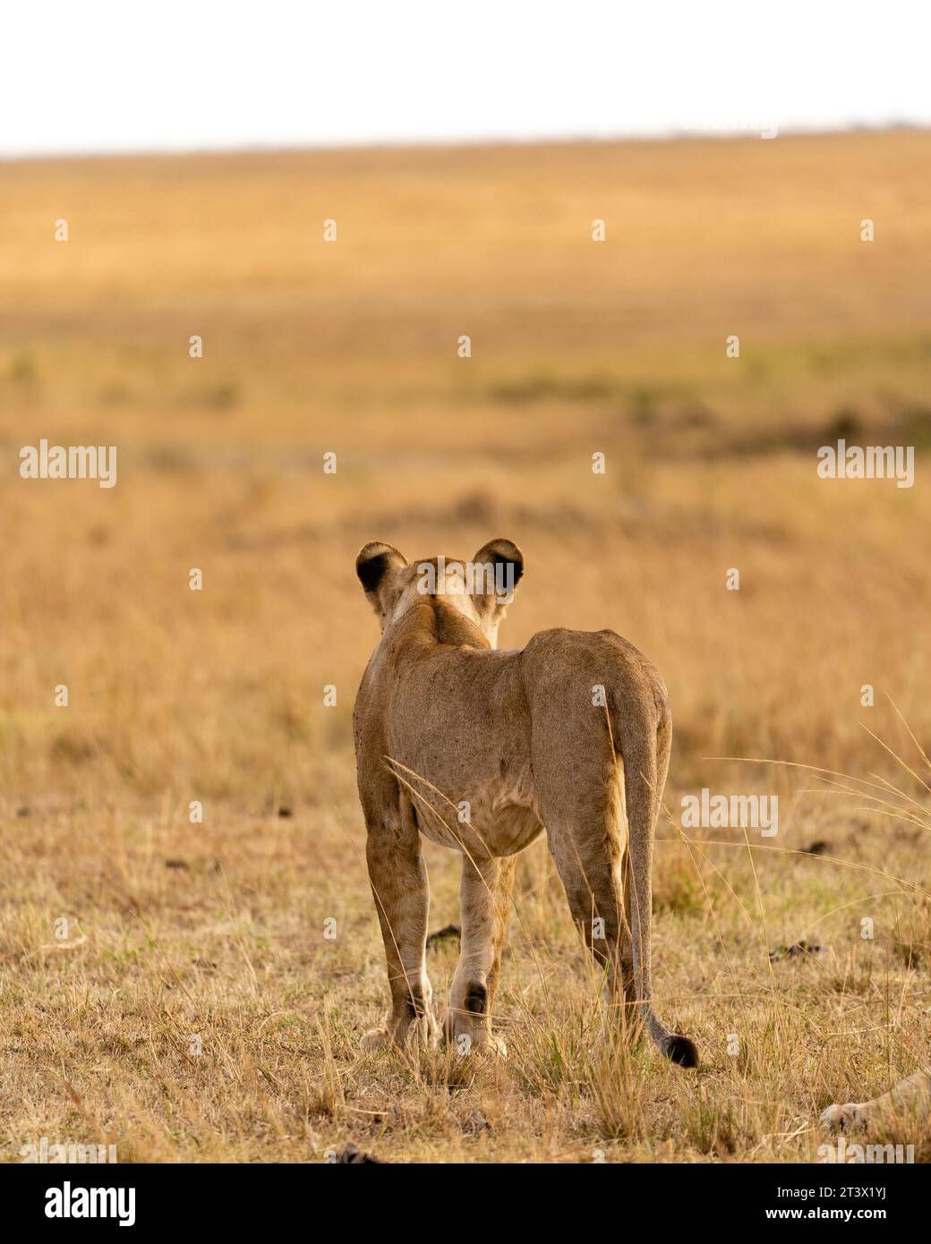 Lions in maasai mara hi-res stock photography and images - Alamy