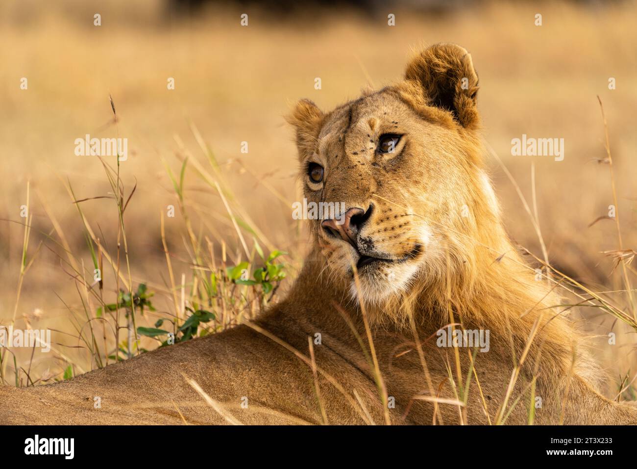 Pride lion maasai mara hi-res stock photography and images - Alamy