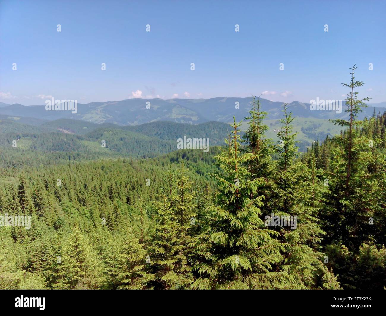 Mountains and forests, aerial view. Beautiful nature of Carpathian ...