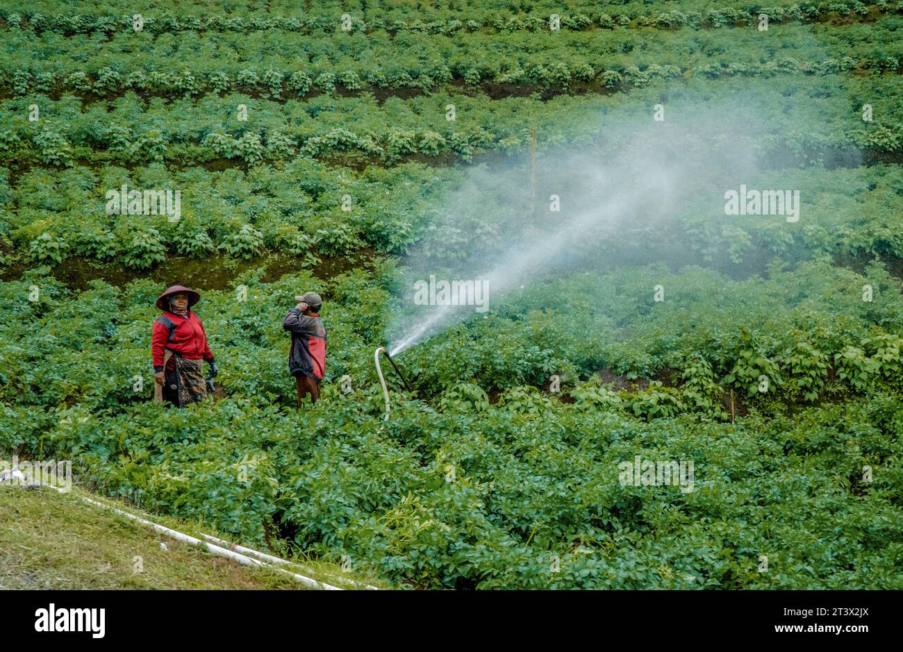 Plantation water tower hi-res stock photography and images - Alamy