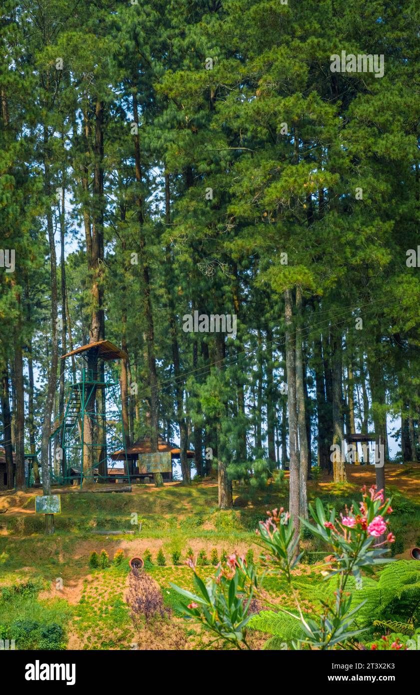 forest tour on the side of the road Stock Photo - Alamy