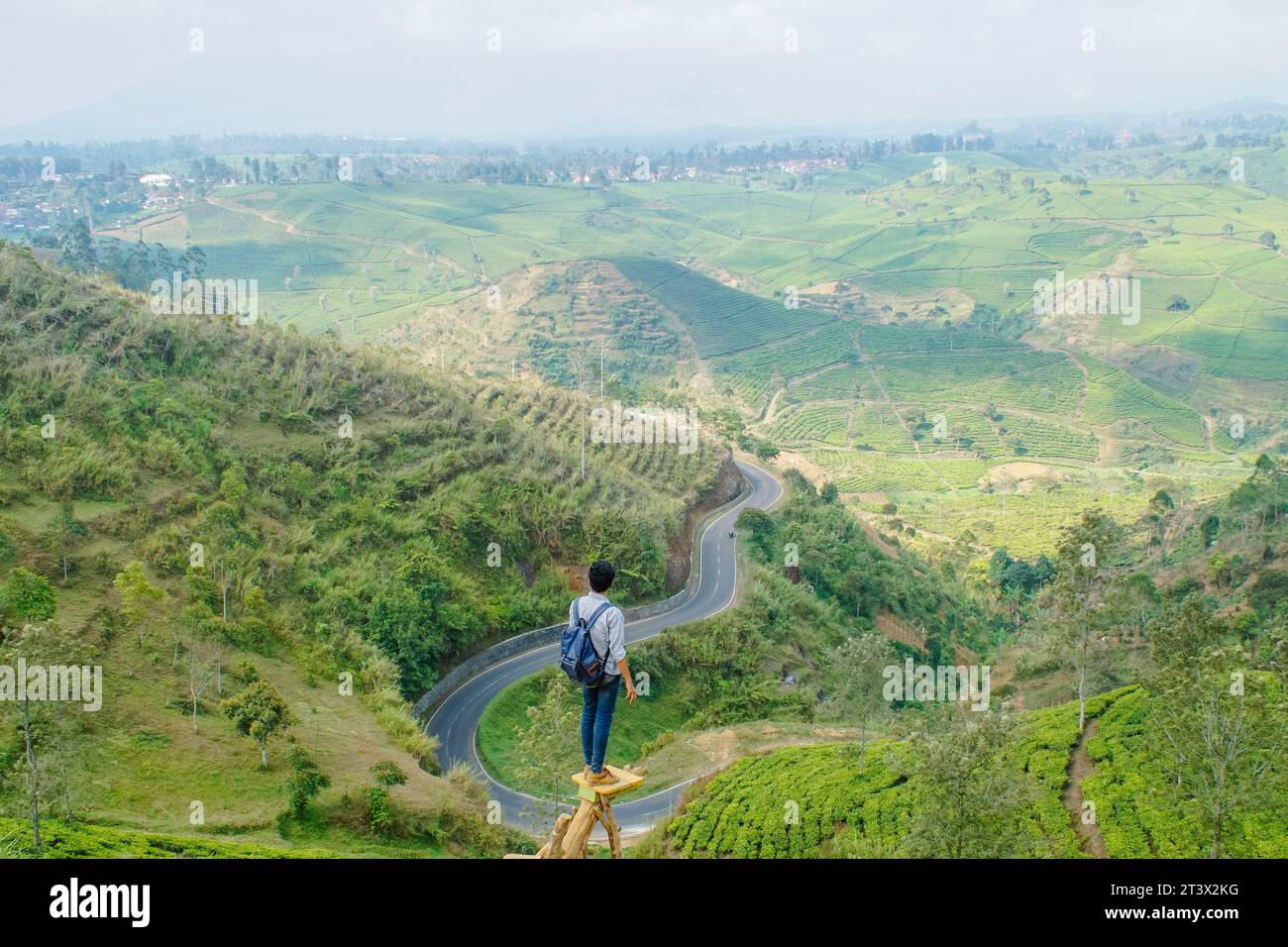 veridin in high tea plantations Stock Photo - Alamy