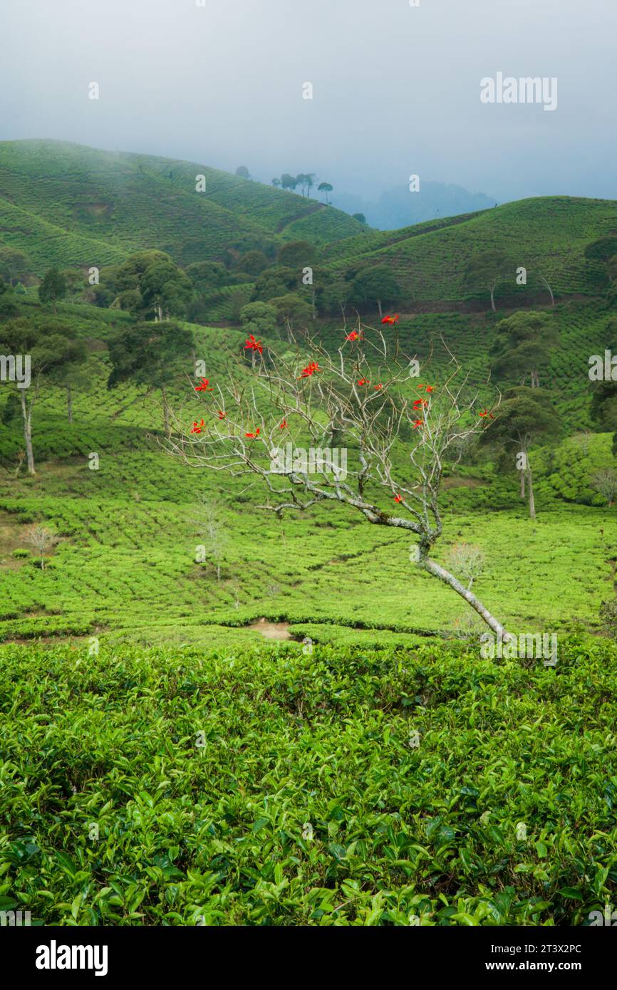 misty tea plantation Stock Photo - Alamy misty tea plantation Stock Photo - Alamy