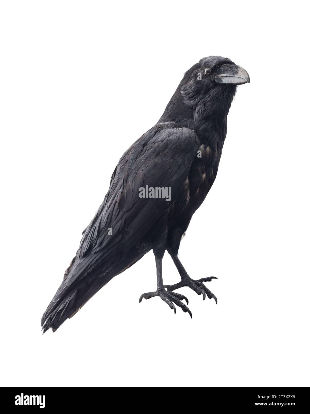 Black raven. Bird isolated on white Stock Photo - Alamy