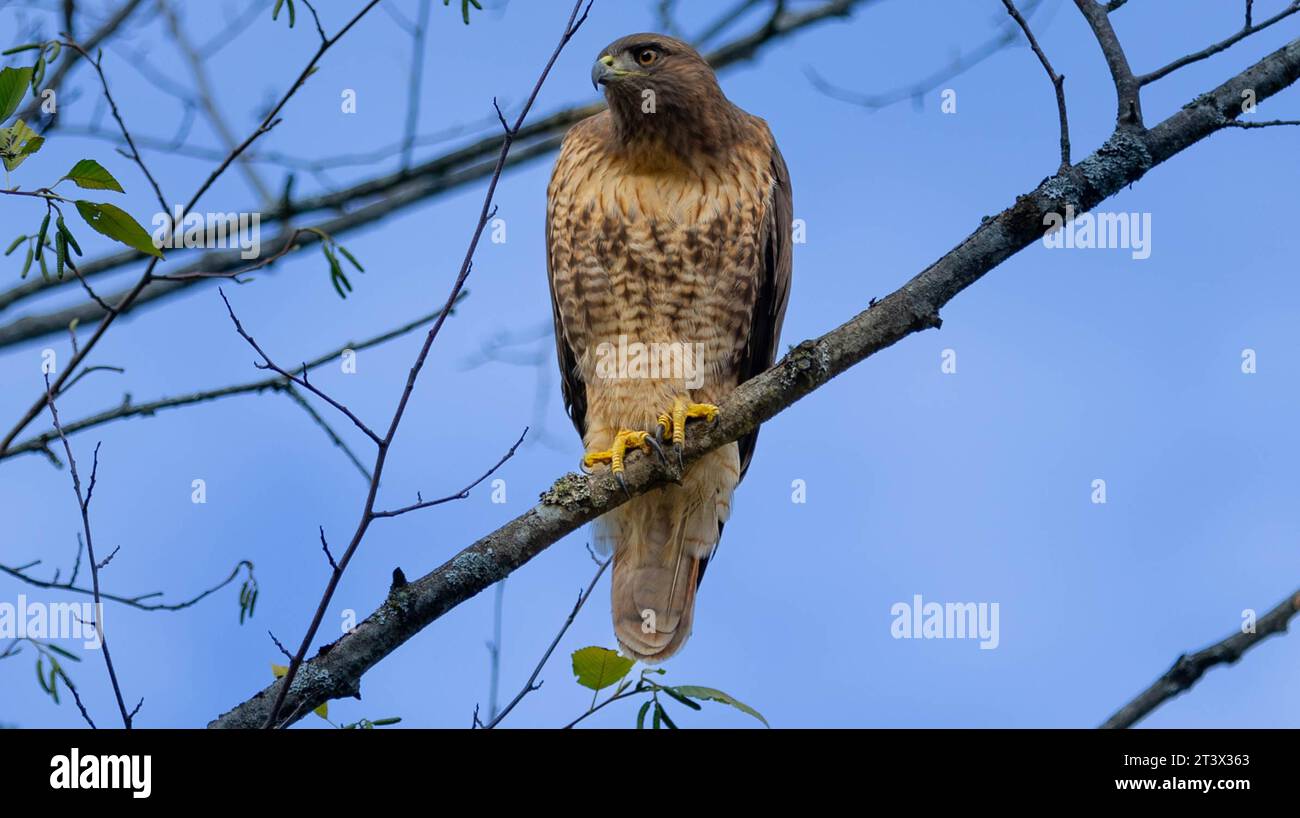 A majestic hawk perched atop a tree branch against a backdrop of a ...