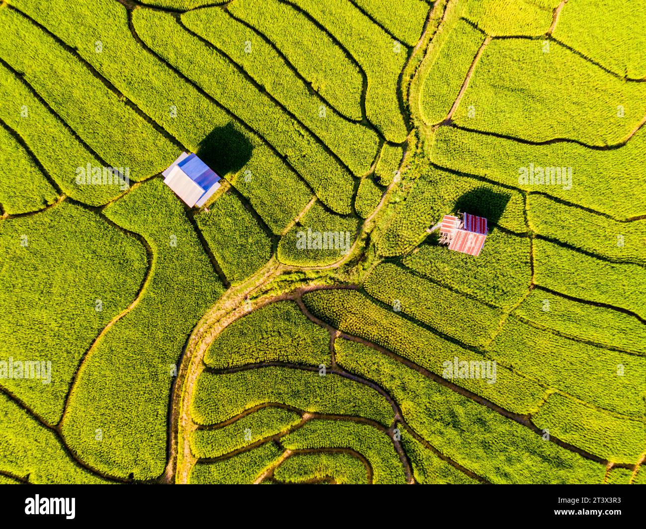 Terraced Rice Field in Chiangmai during the green rain season, Thailand ...