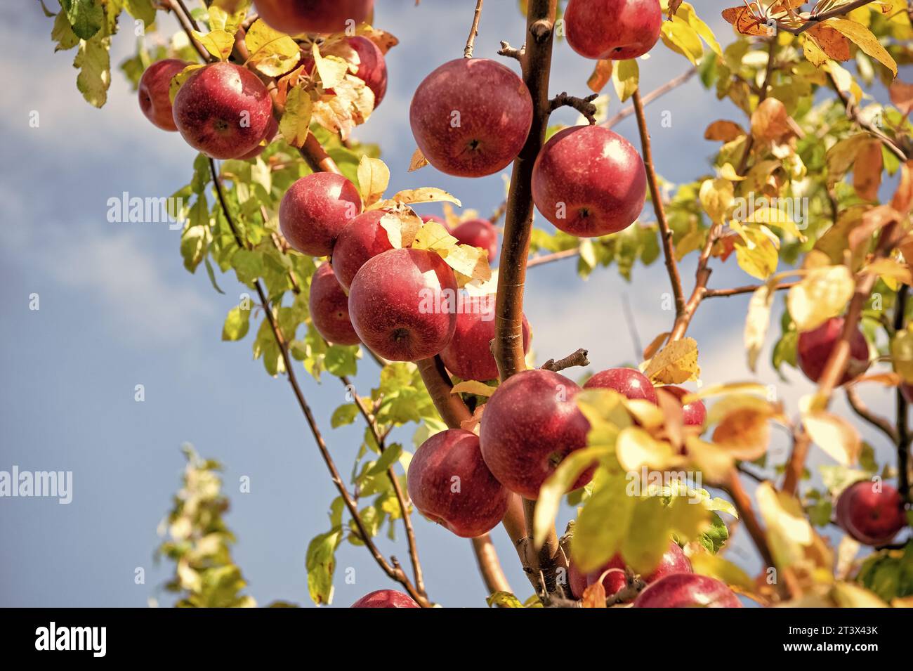 red apple orchard harvest of fruit. photo of apple orchard harvest ...