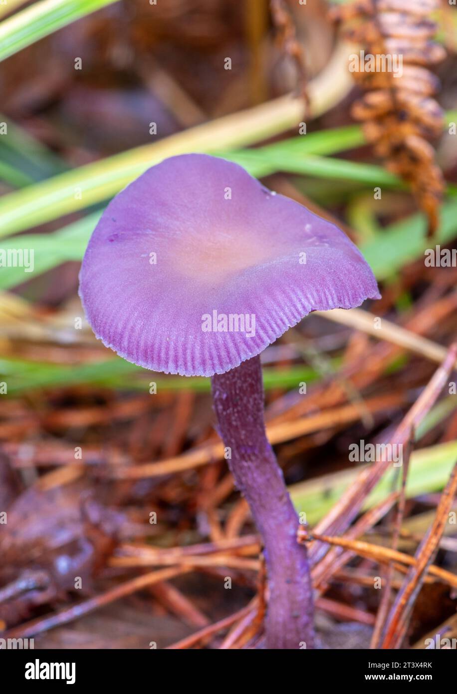 Amethyst deceiver fungus (Laccaria amethystina), purple fungi ...