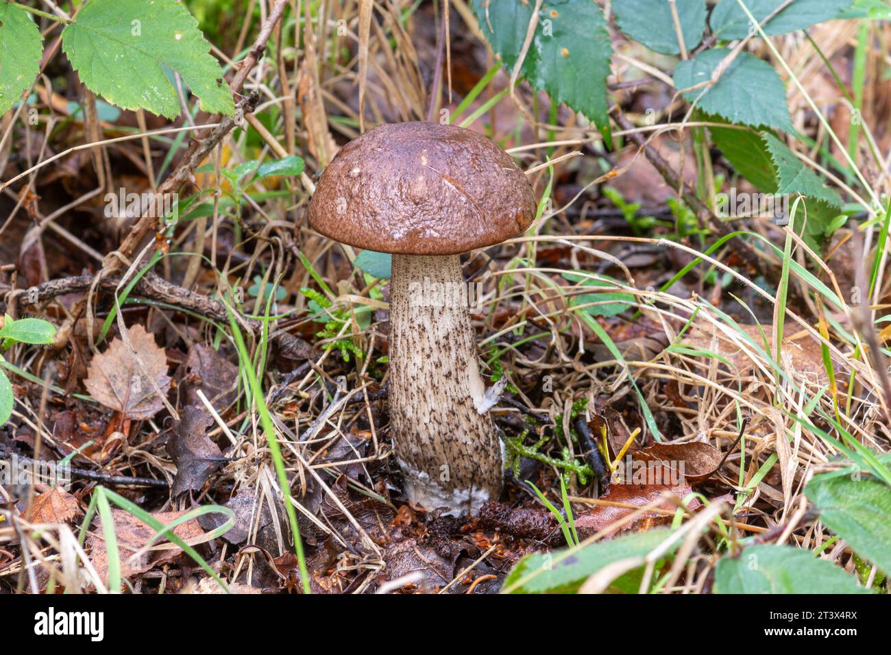 Brown birch bolete toadstool mushroom fungus fungi (Leccinum scabrum ...
