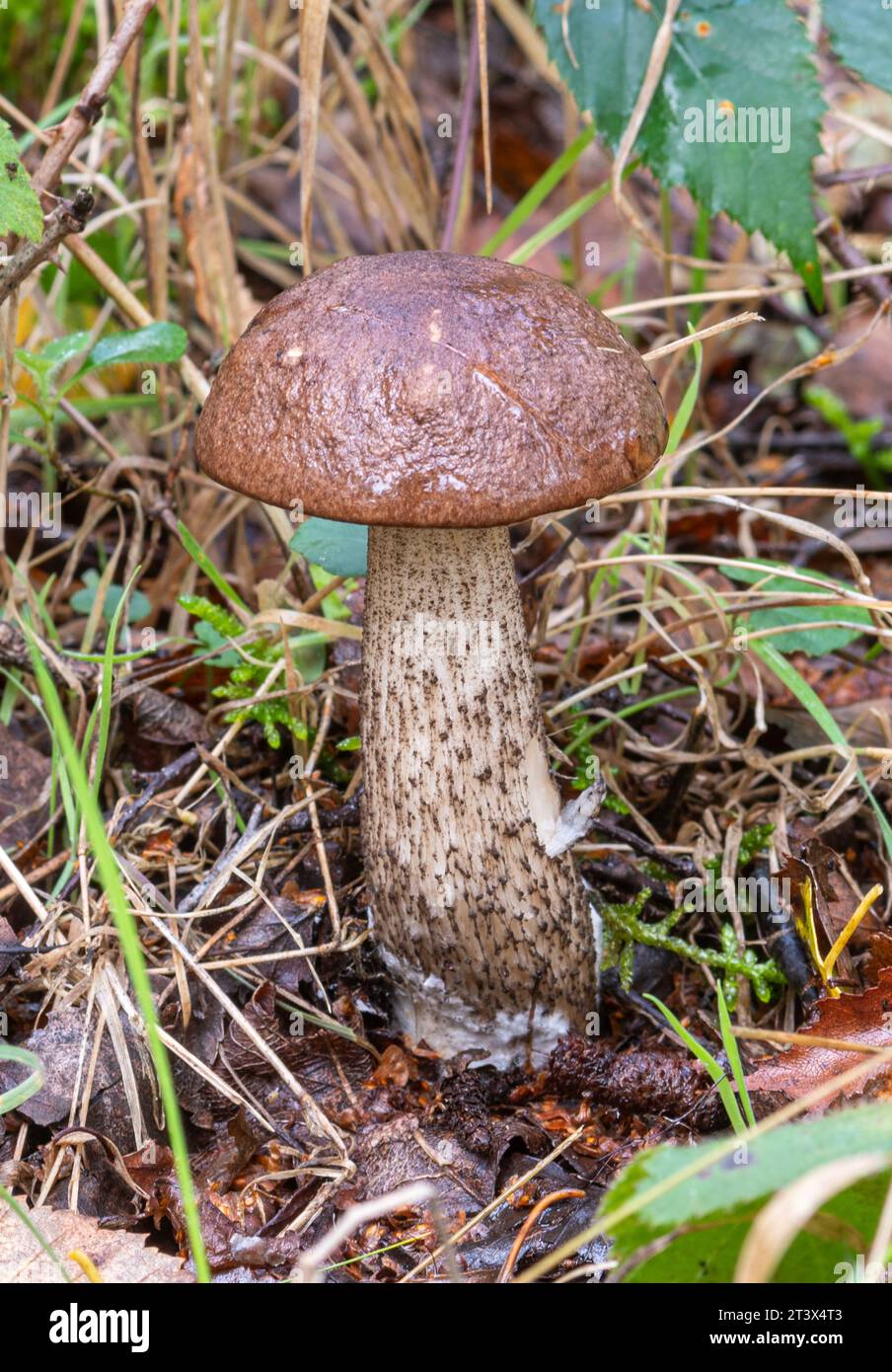 Brown birch bolete toadstool mushroom fungus fungi (Leccinum scabrum ...