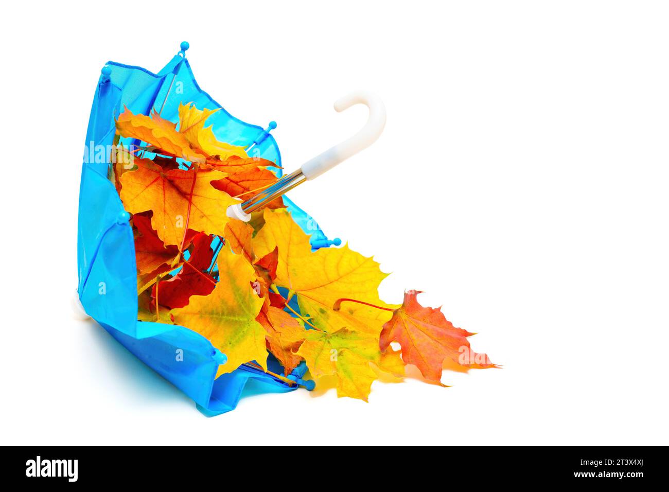 Small blue umbrella full of vibrant autumn leaves isolated on white ...