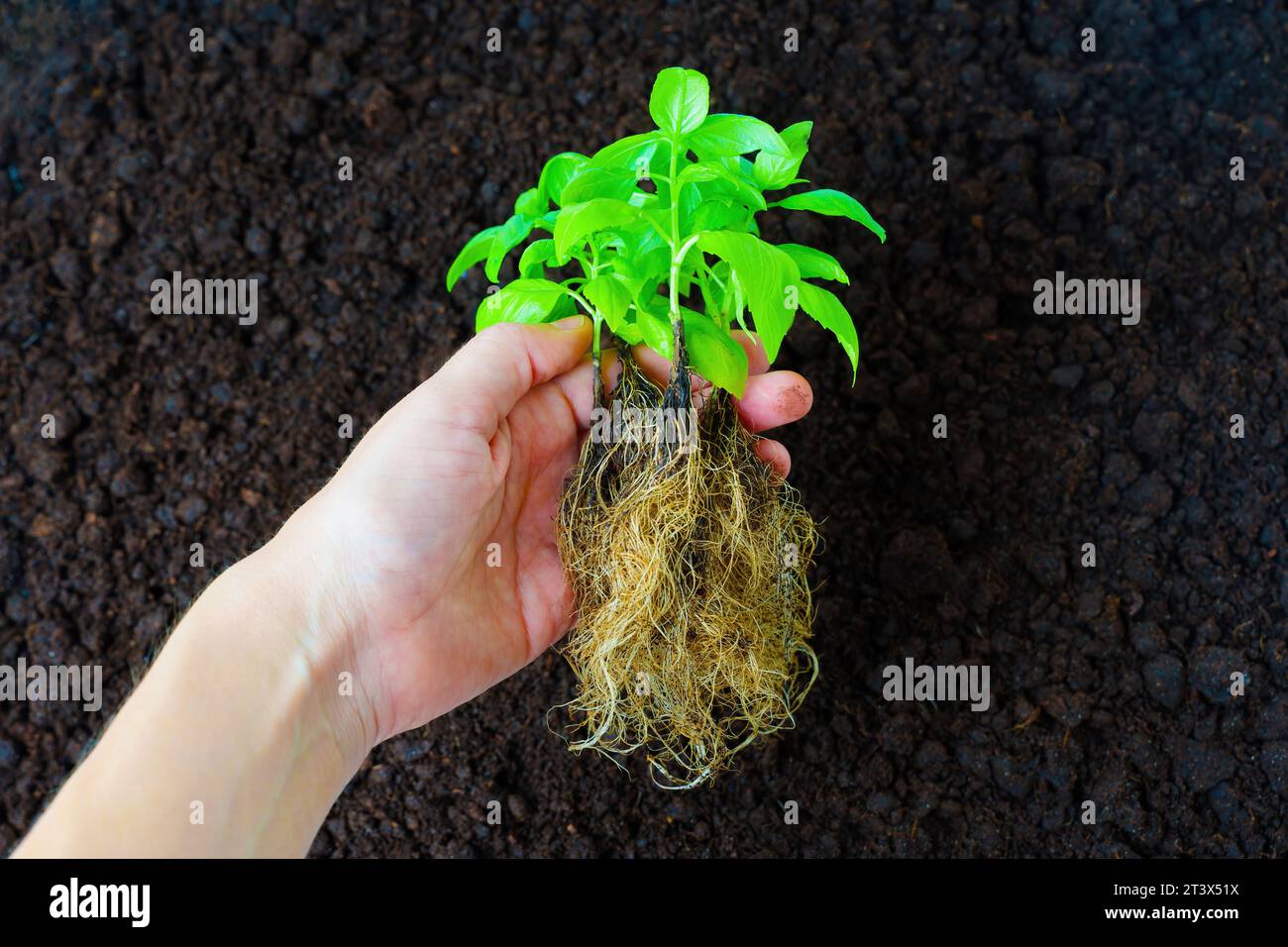 Hand holding a batch of young basil seedlings with healthy roots ...