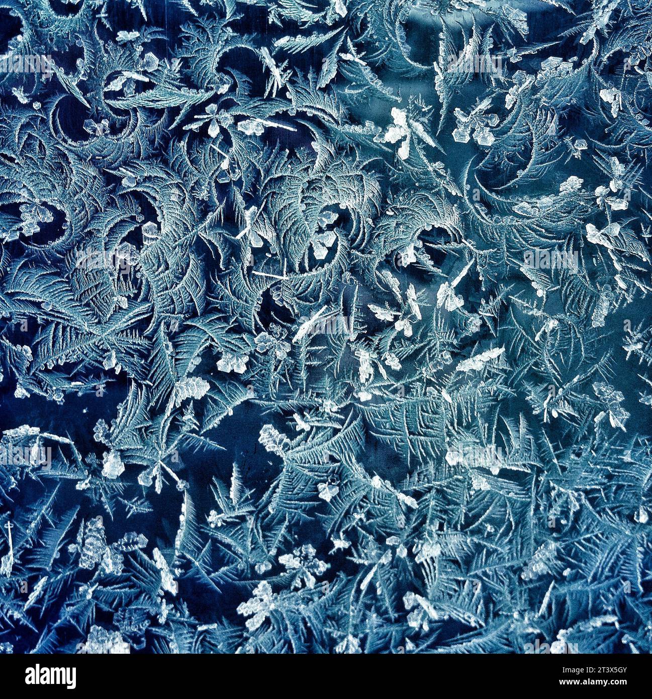Ice crystals.PLEASE NOTE: This image is part of Aurora's myPhone ...