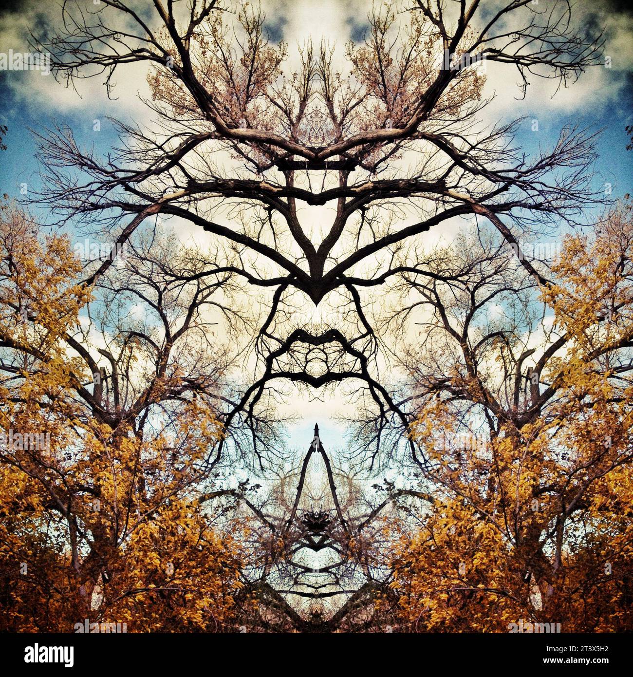 Mirrored image of trees.PLEASE NOTE: This image is part of Aurora's ...