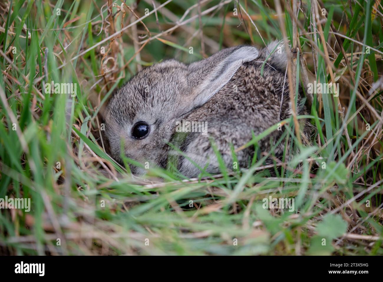 Cute small baby Spanish rabbit hidden and camouflaged in the grass ...