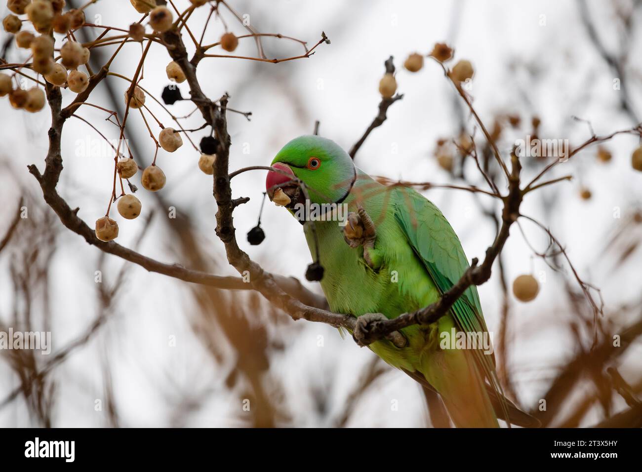 Rose-ringed Parakeet feeding on the branch of a tree in Madrid, this ...