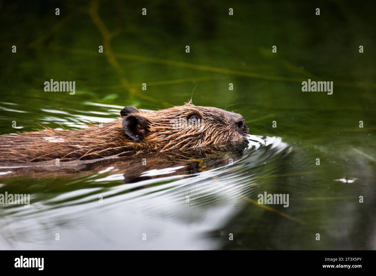 Beaver in creek hi-res stock photography and images - Alamy