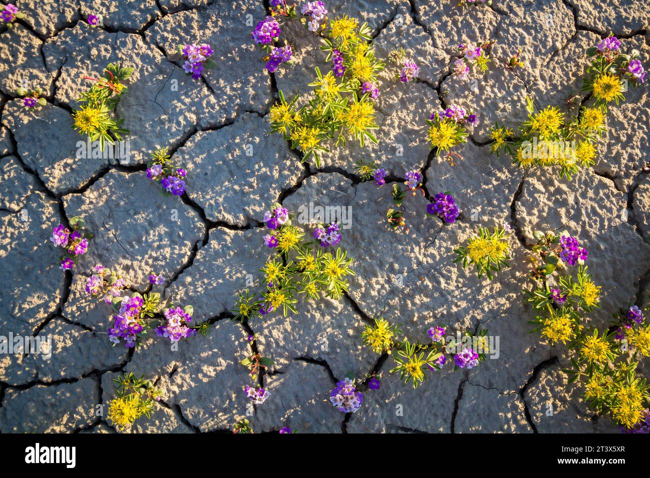 Flowers growing out of dried, cracked dirt Stock Photo - Alamy