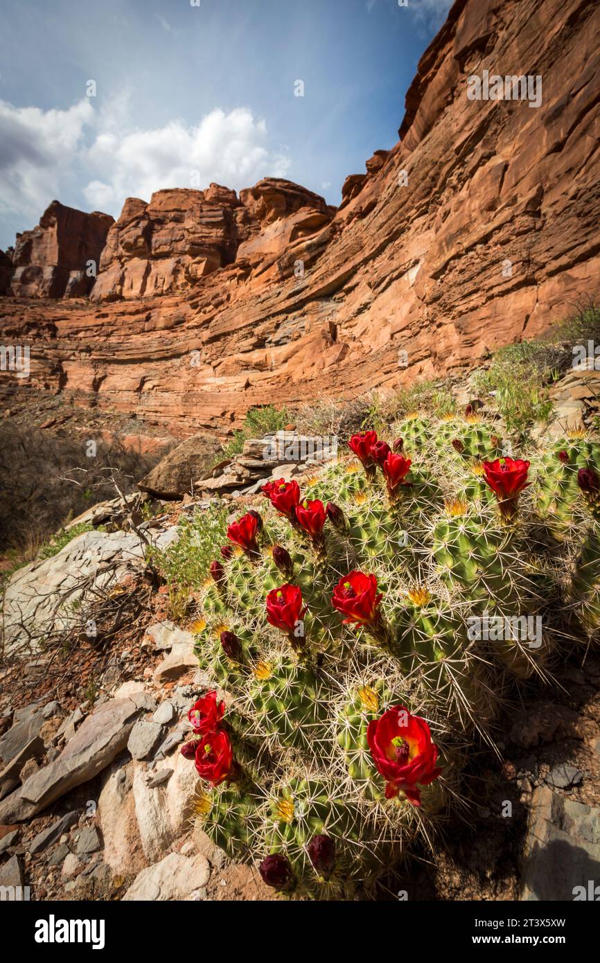 Cactus flowers in a desert canyon Stock Photo - Alamy