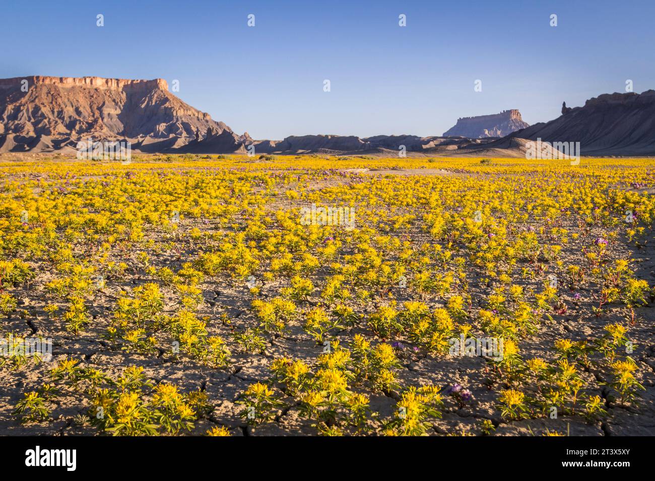 A field of flowers in a desert environment Stock Photo - Alamy