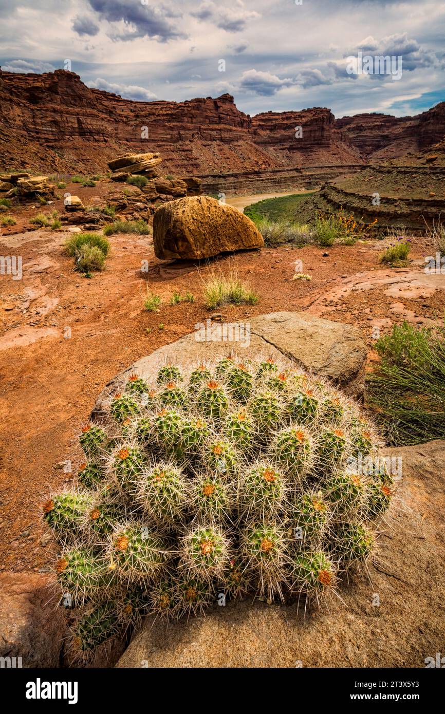 Desert cactus geology river hi-res stock photography and images - Alamy